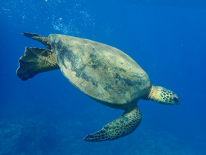 Underwater residents don't mind sharing their home with respectful visitors. This honu (sea turtle) has seen it all.