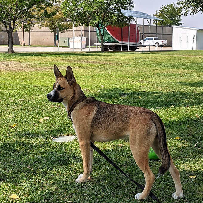 Local canine food critic gives the giant watermelon two paws up while contemplating whether it might actually be edible.