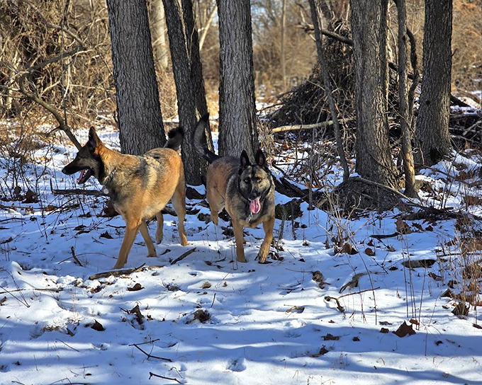 German shepherds enjoying winter's wonderland, proving that four-legged visitors appreciate the park's seasonal offerings as much as their two-legged companions.