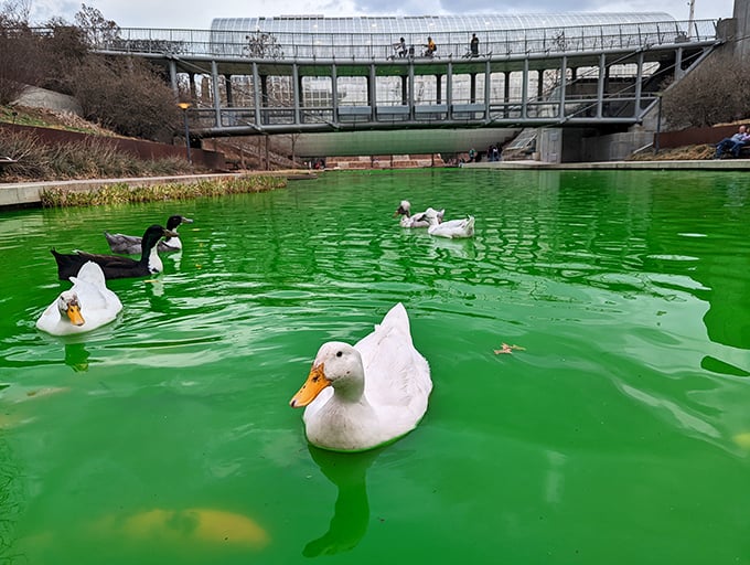 "Excuse me, do you have any grapes?" The resident waterfowl patrol their emerald kingdom with an air of aquatic aristocracy.