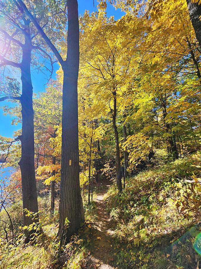 Autumn's golden hour transforms ordinary forest paths into corridors of light that make you feel like you're walking through nature's cathedral.