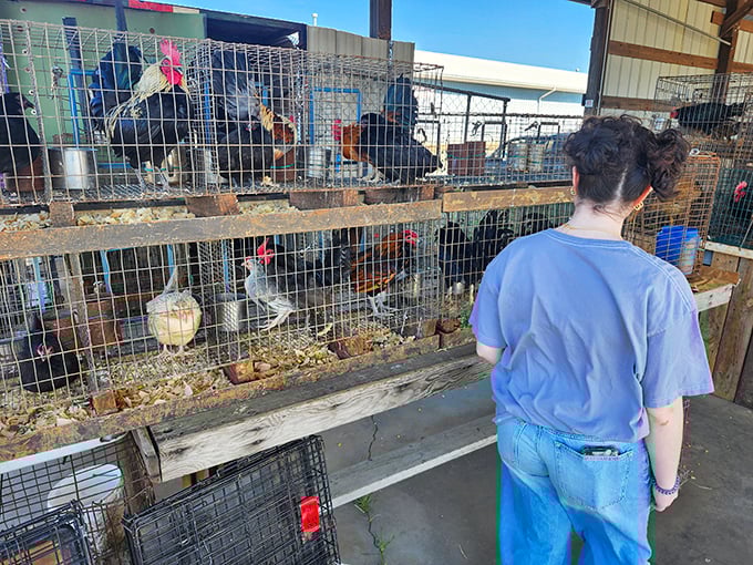 Farm meets flea market! These feathered residents remind shoppers of the "barn" in Barnyard, adding authentic country charm to the shopping experience.