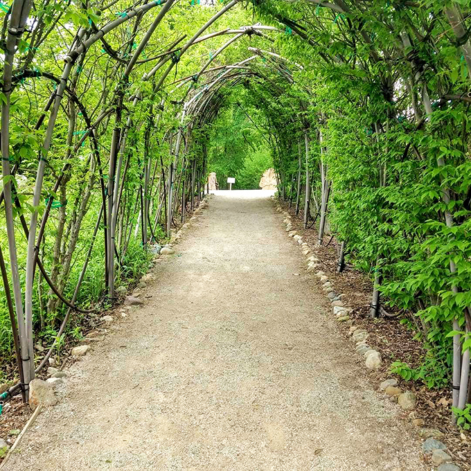 The living tunnel creates a magical pathway that feels like walking through a scene from a storybook&mdash;Narnia's gardening-obsessed cousin.