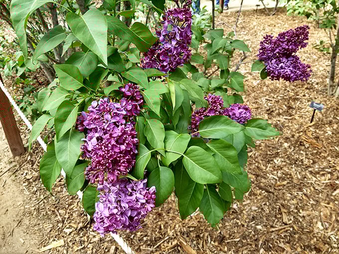 Purple lilacs prove that California gardens can smell as heavenly as they look during spring's most fragrant moments.