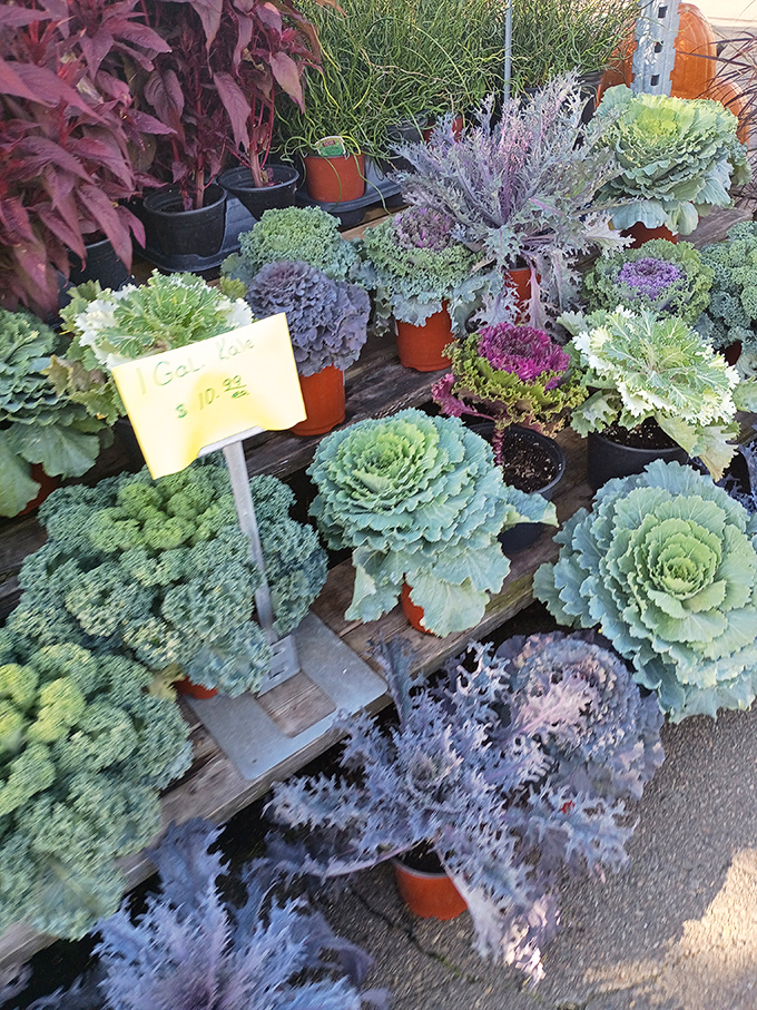 Garden treasures that transform Michigan patios into botanical showcases&mdash;ornamental kale so pretty you'll forget it's technically a vegetable.