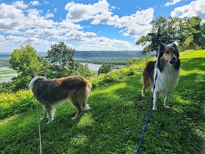 Four-legged visitors enjoying the view as much as their humans. Dogs thinking: "Finally, a walk with a purpose!"