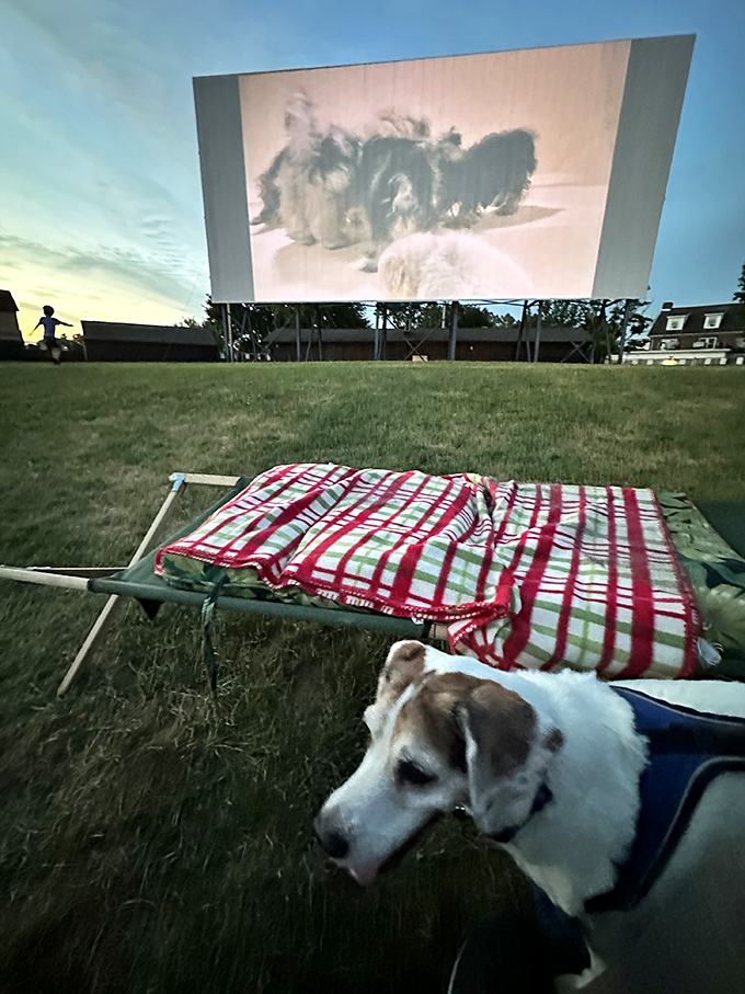 Even four-legged film critics are welcome at Shankweiler's. This canine connoisseur seems ready to give the feature two paws up.