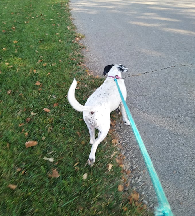 Four-legged visitors who clearly understand the "no stress" policy better than most humans.