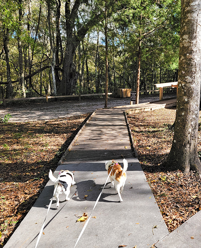 "We heard this was a dog-friendly trail!" These four-legged explorers are living their best lives, leading the way to adventure.