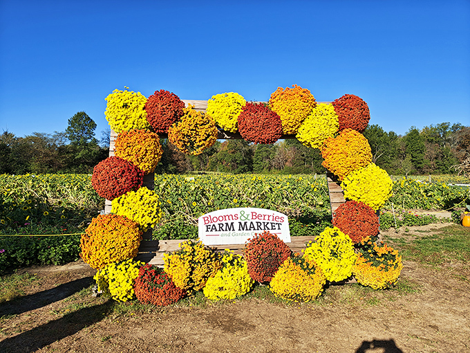 The autumn mum display creates a living wreath of fall colors that puts any store-bought decoration to shame.