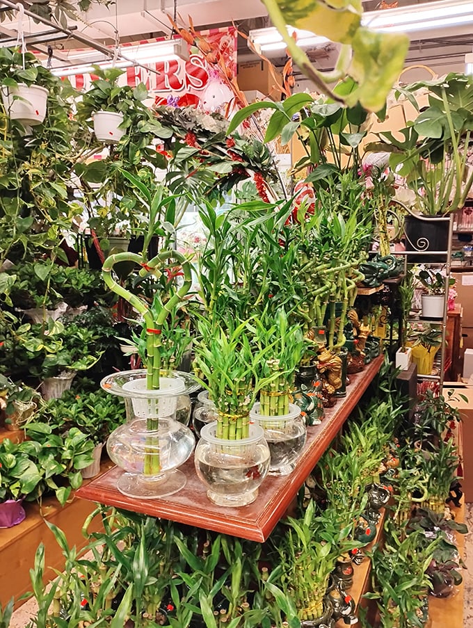 A jungle of houseplants and lucky bamboo creates an oasis of green amid the market's bustling energy.