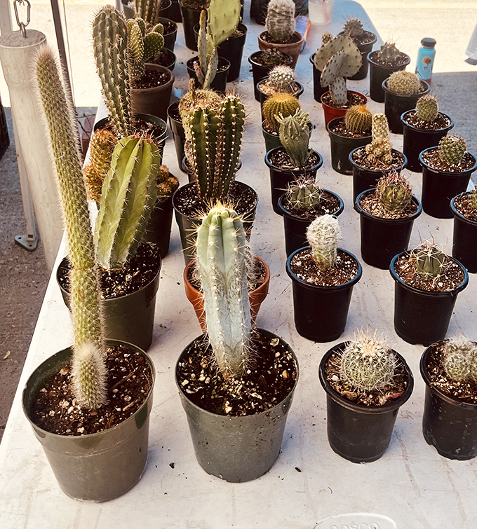 Desert survivors in neat rows&mdash;these cacti stand ready to bring Southwestern charm to homes where even plastic plants mysteriously perish.