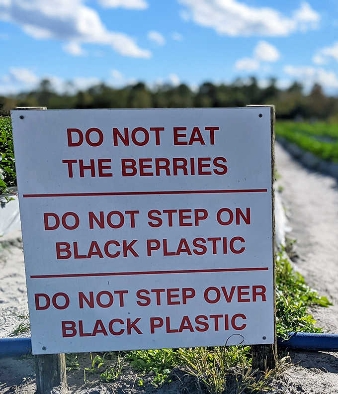 The farm's gentle reminders: Don't eat the merchandise, don't trample the tech. Fair enough when the reward is berry perfection.