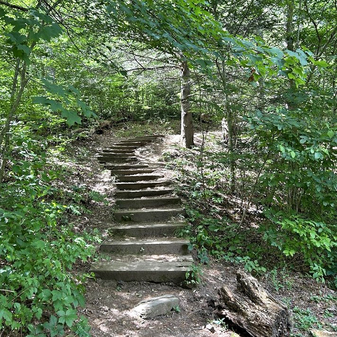 Stairway to heaven? Not quite, but these rustic steps do lead to some pretty divine forest views.