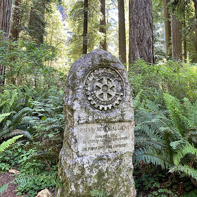 The Rotary Memorial Grove marker stands as testament to conservation efforts. Some monuments celebrate people; this one celebrates saving trees.