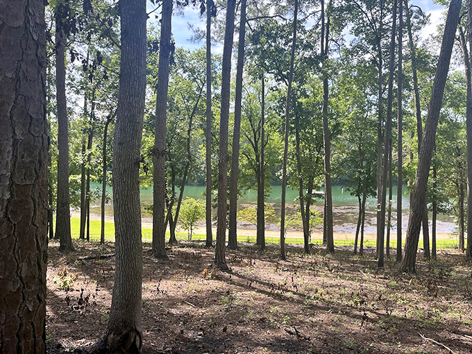 Tall pines frame the lake view like nature's own picture window, no curtains or cleaning required.