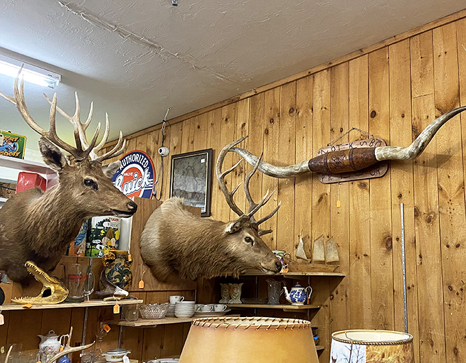 Where the wild things are&hellip; mounted on walls. These majestic creatures now preside over collections of vintage treasures below.