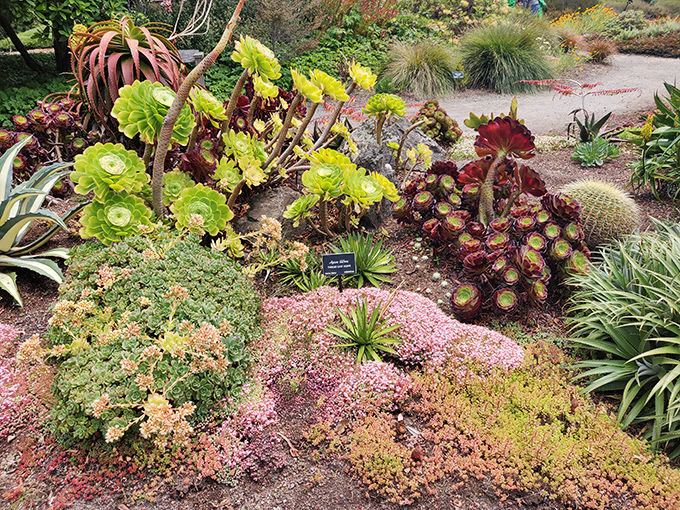 Aeoniums form perfect rosettes that look like they were designed by a mathematician having fun.