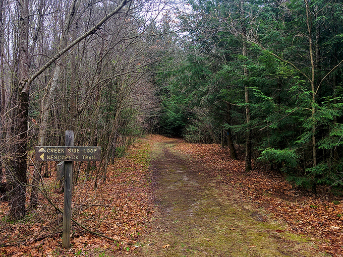 Fall's golden carpet unfurls along Nescopeck's trails. Mother Nature's interior decorating skills really shine in October.
