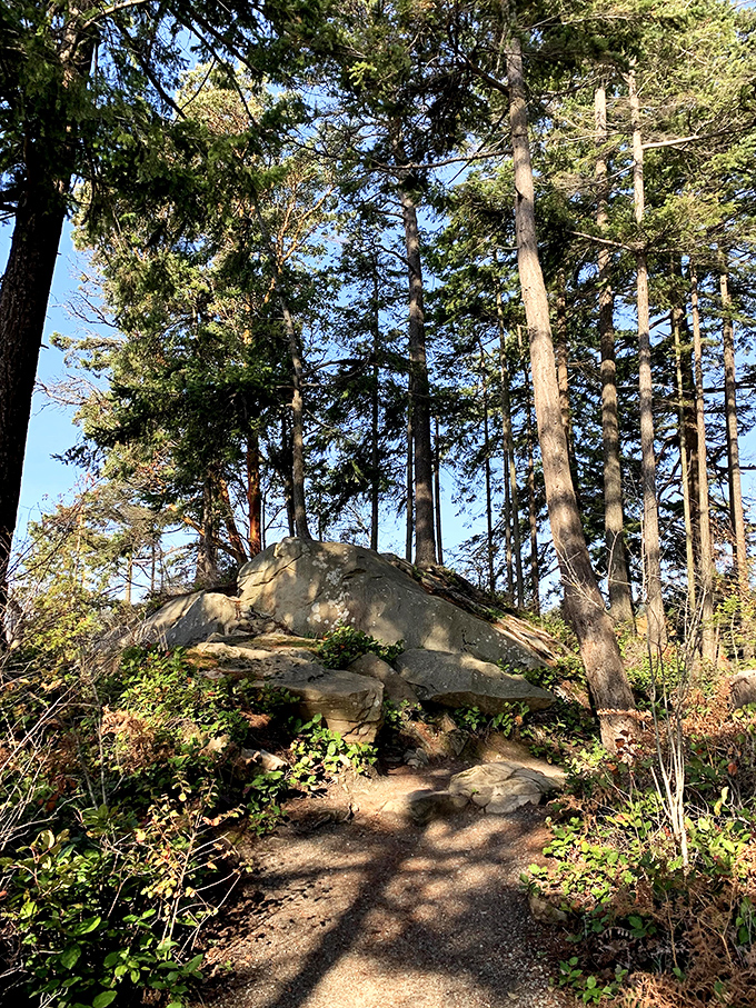 The trail winds past massive boulders and soaring trees, promising adventure around every bend—and delivering at every turn.