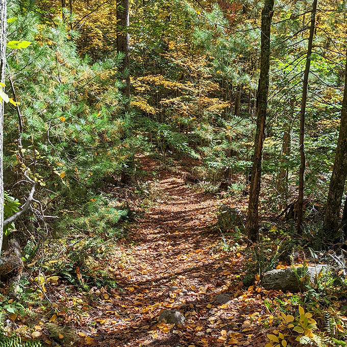 Fall foliage creating nature's own yellow brick road, though Dorothy would definitely need better hiking boots here.