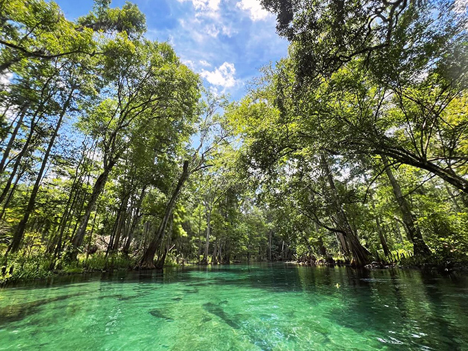 Cypress trees stand like ancient guardians around the spring, their reflections dancing on water that's clearer than most people's consciences.