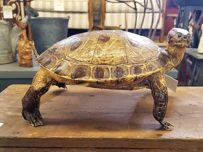 This turtle figurine has seen things, survived trends, and now waits to become someone's unexpected conversation starter.