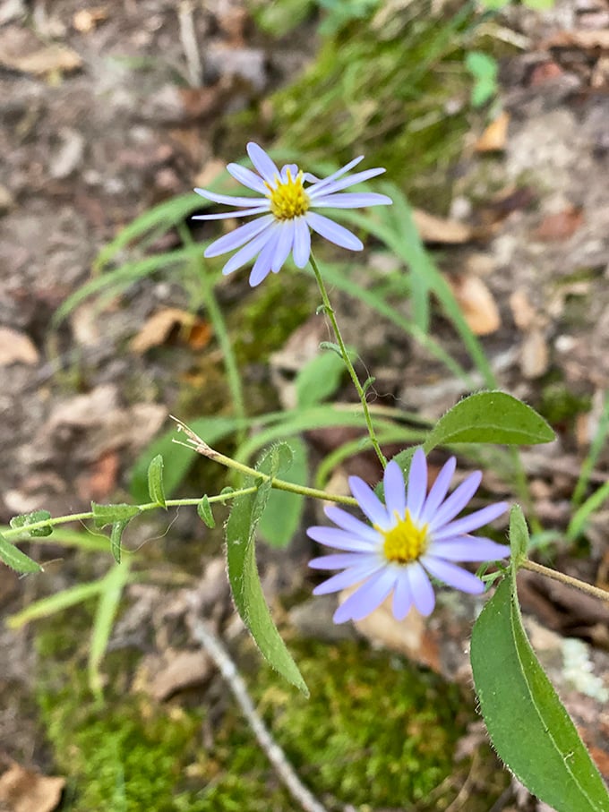 Delicate wildflowers that didn't need a gardener's permission to be beautiful. Nature's own resilient decorating committee at work.