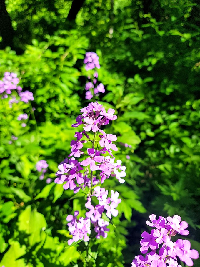 Delicate purple wildflowers dance in the summer breeze, adding splashes of color to the verdant forest backdrop.
