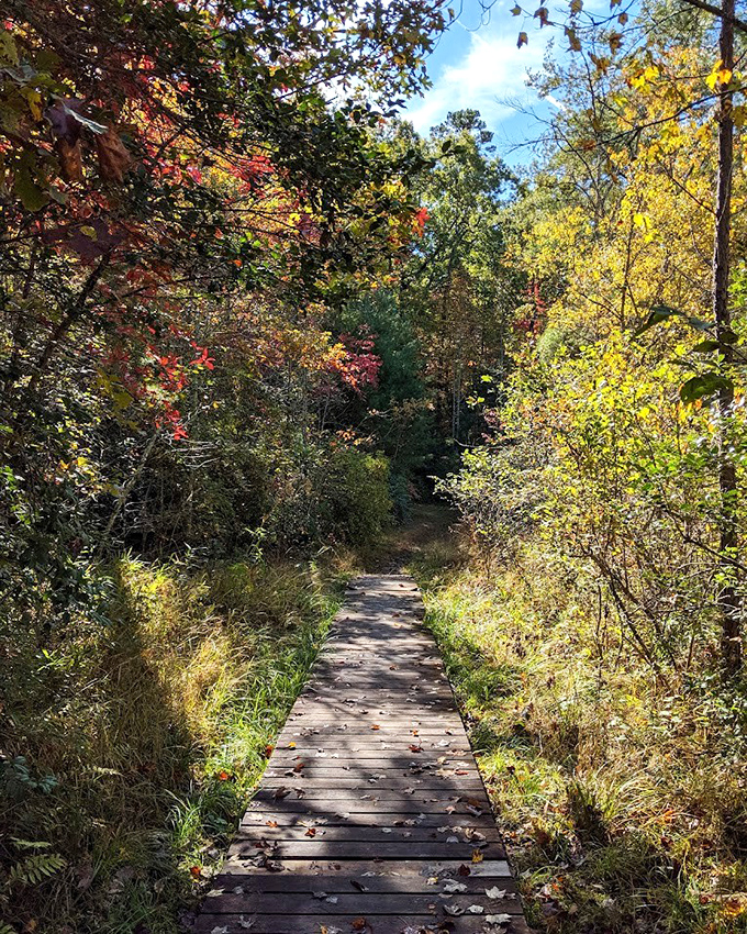A wooden pathway cuts through autumn's finest display. Nature's art gallery where the admission is free and photography is encouraged.