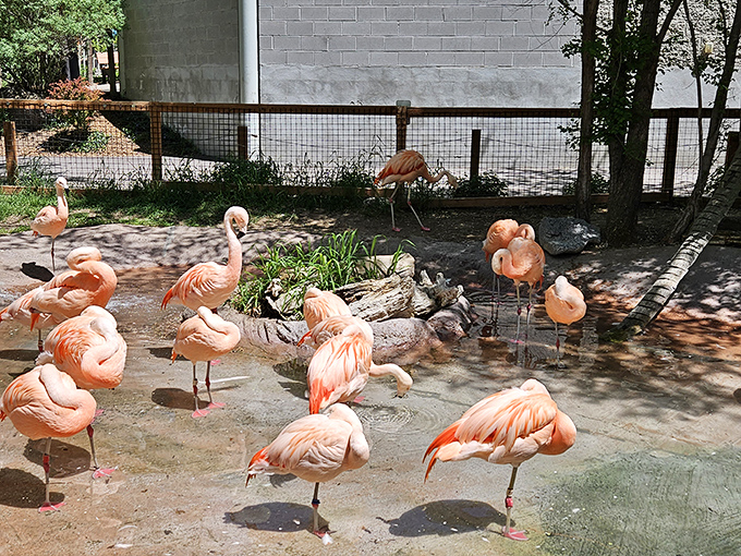 The Idaho Falls Zoo's flamingo exhibit brings a touch of tropical flair to Idaho, proving retirement doesn't have to be devoid of exotic experiences.