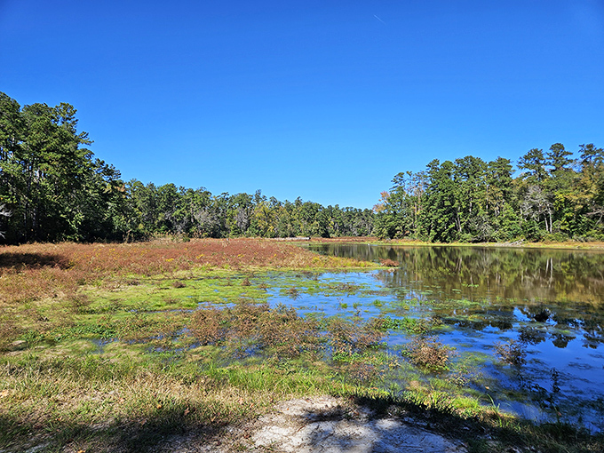 Wetland boardwalks lead through mysterious landscapes where every turn reveals new natural wonders and surprises.
