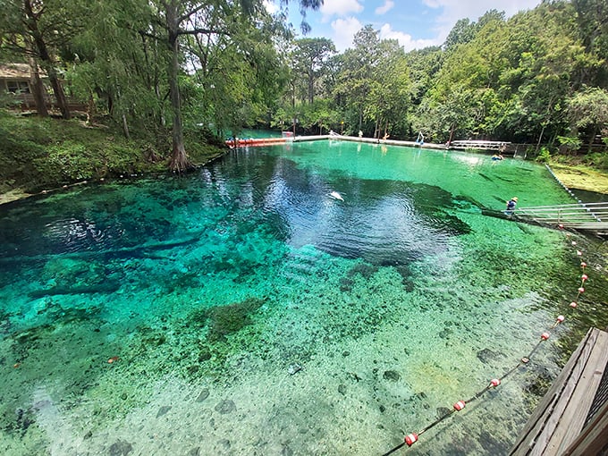 Cypress trees stand guard over Fanning Springs' crystal waters. Florida's natural air conditioning system never looked so good.