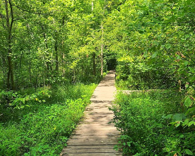 John Bryan's wooden boardwalk invites exploration through emerald wetlands. Nature's version of the yellow brick road!