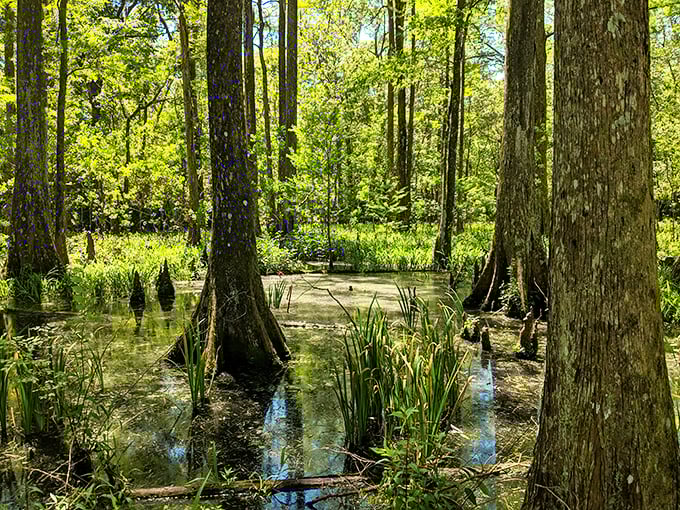 Palmetto Island's cypress swamp glows green with life, where still waters reflect the trees in perfect symmetry like nature's own mirror trick.