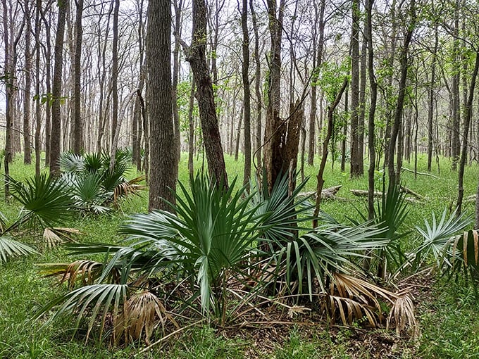Dwarf palmettos create a prehistoric jungle scene that'll make you forget you're still in the Lone Star State.