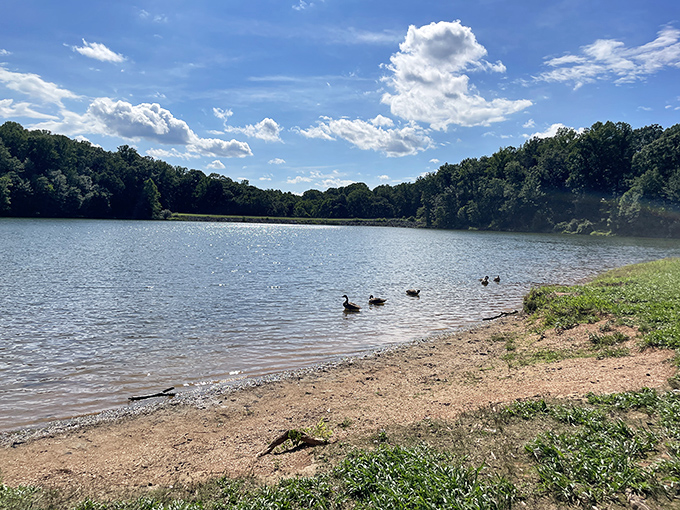 Clopper Lake's duck welcoming committee glides across mirror-like waters, as if auditioning for National Geographic.