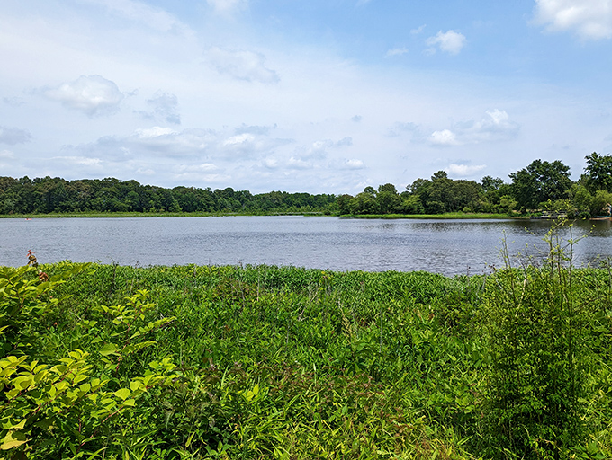 Tuckahoe State Park's tranquil lake reflects the summer sky. Fish are jumping, and the living is easy.
