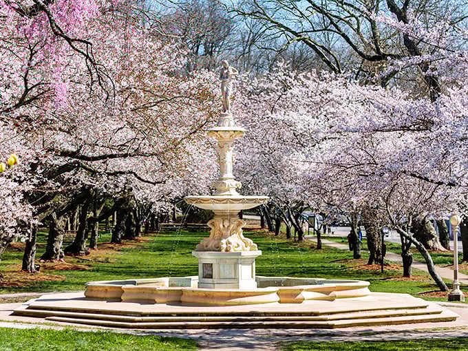 Cherry blossom season in Wilmington State Parks&mdash;when the world turns pink and everyone suddenly becomes a photographer!