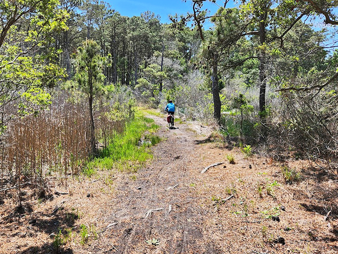 Wild trails through False Cape State Park's maritime forest &ndash; like walking through nature's own time machine to prehistoric Virginia.