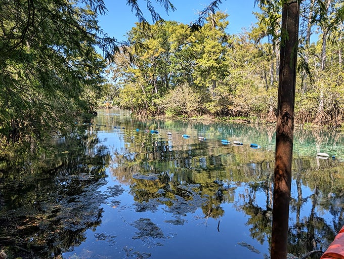 Fall colors reflect in pristine waters at Fanning Springs. Who needs New England when Florida autumn looks like this?