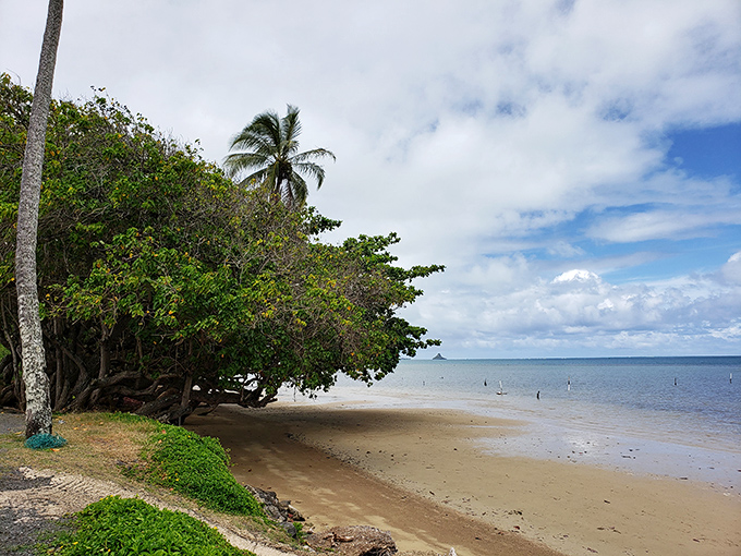 A peaceful shoreline at He'eia State Park, where the calm waters of Kaneohe Bay meet the sandy beach under swaying palms.