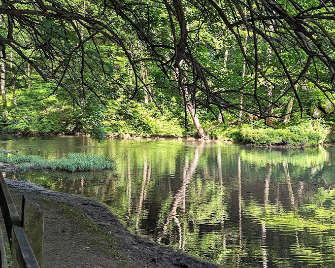 Crystal clear river reflecting forest guardians. John Bryan's Little Miami River flows like nature's own mirror.