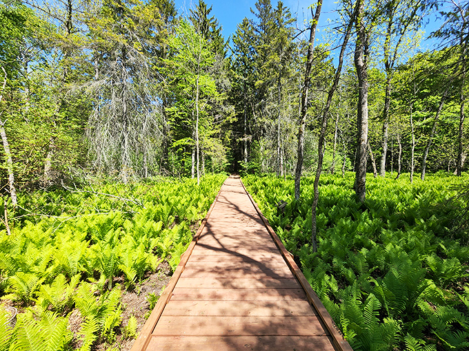 Nature's boardwalk through a sea of ferns at Newport State Park&mdash;like walking through a prehistoric world just waiting to be explored.