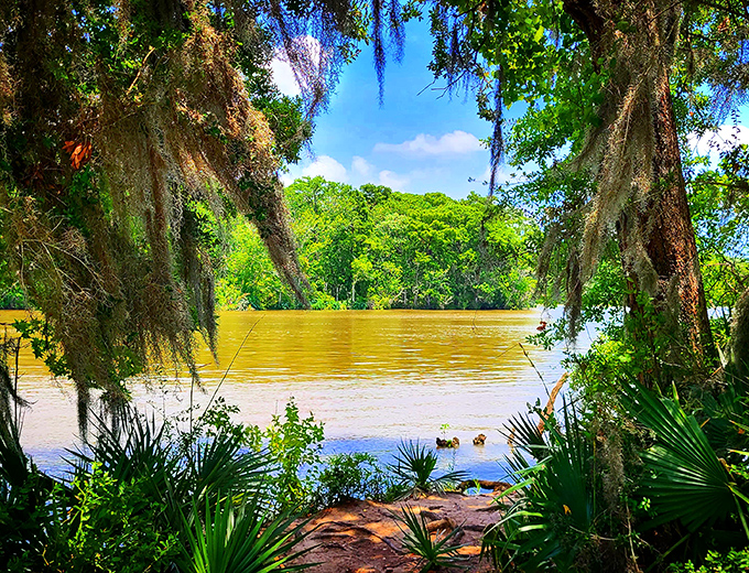 The Atchafalaya River flows golden through ancient cypress forests, carrying stories downstream while Spanish moss whispers overhead in the breeze.