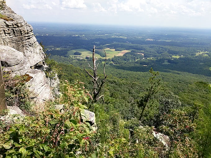 Pilot Mountain stands like nature's lighthouse, guiding travelers with its distinctive knob that's more recognizable than most celebrities. 