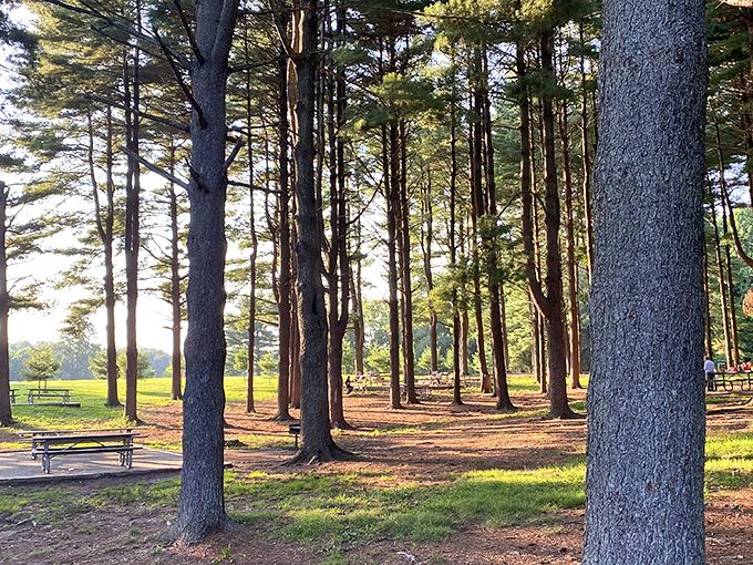 Towering pines stand like old friends at Seneca Creek, their long shadows creating nature's most inviting living room.