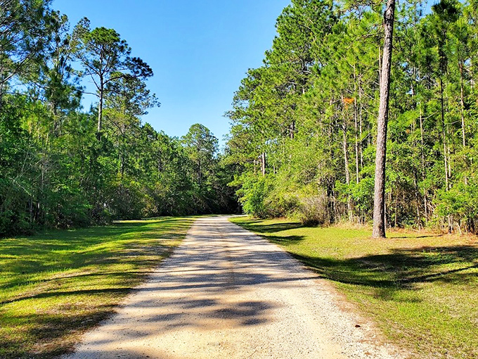 Shepard State Park: Sun-dappled trail winding through pine sentinels. The kind of path that makes you want to whistle while you walk.