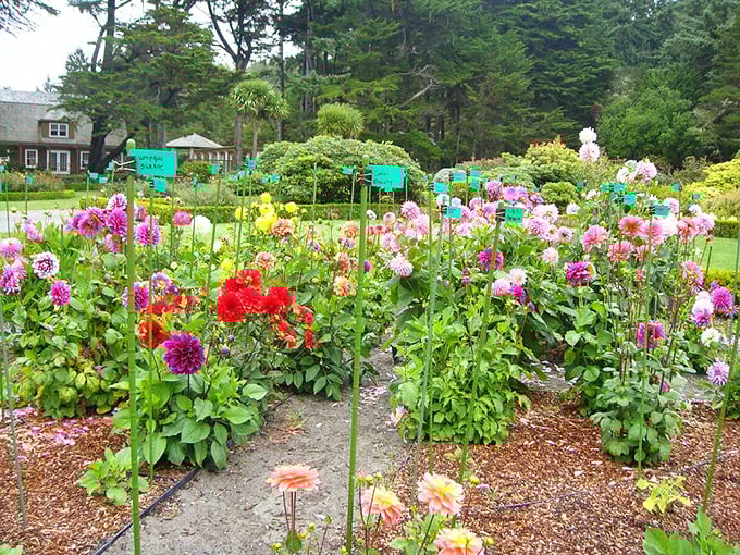 Garden paradise with ocean views! Shore Acres' blooms create a color explosion that rivals Oregon's famous sunsets.