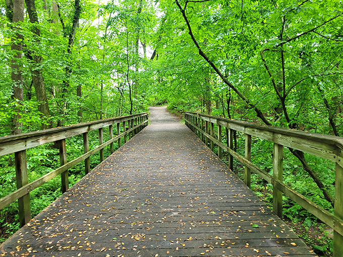A wooden boardwalk invites exploration at Tuckahoe State Park. Follow it into a green cathedral of Maryland's native trees.